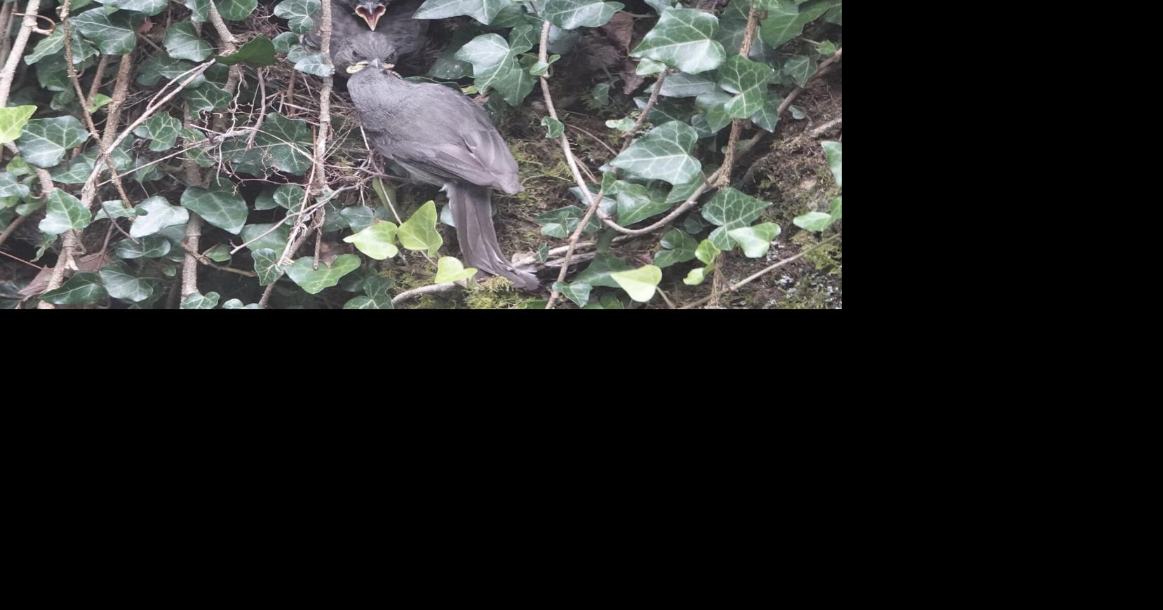 How to feed the birds of summer | Outdoors | transylvaniatimes.com