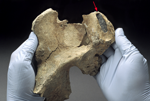 Ancient One, also known as Kennewick Man, repatriated | News ...