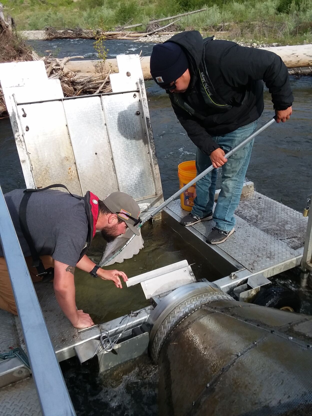 Thousands of Juvenile Chinook Captured in the Upper Columbia ...