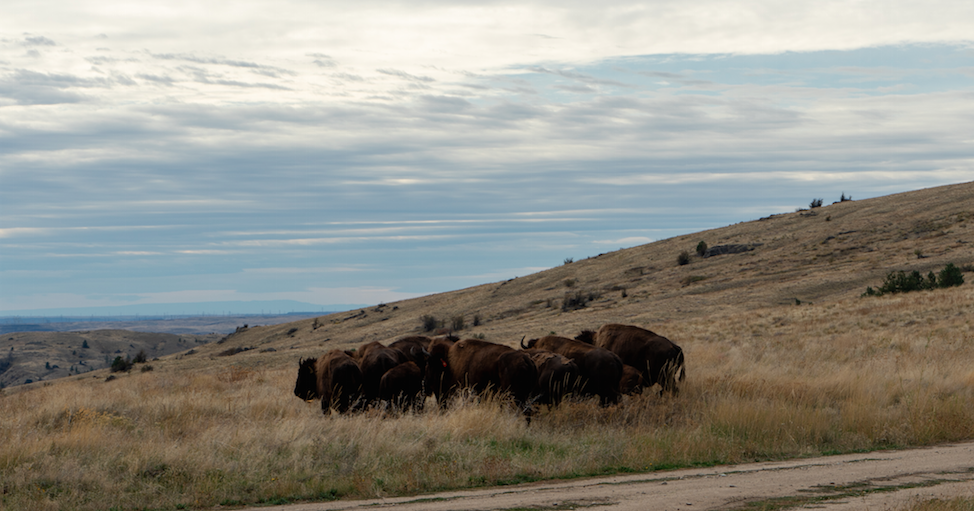 Buffalo Released on the Colville Reservation | News | tribaltribune.com