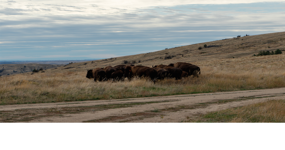 Buffalo Released on the Colville Reservation | News | tribaltribune.com