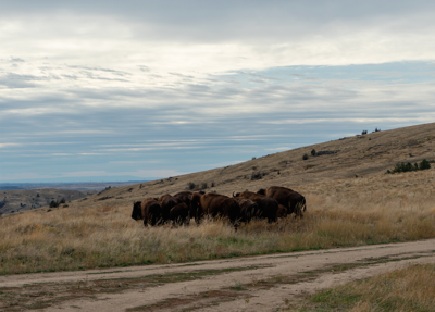 Buffalo Released on the Colville Reservation | News | tribaltribune.com