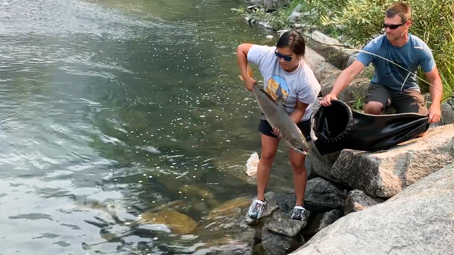 Thousands of Juvenile Chinook Captured in the Upper Columbia ...