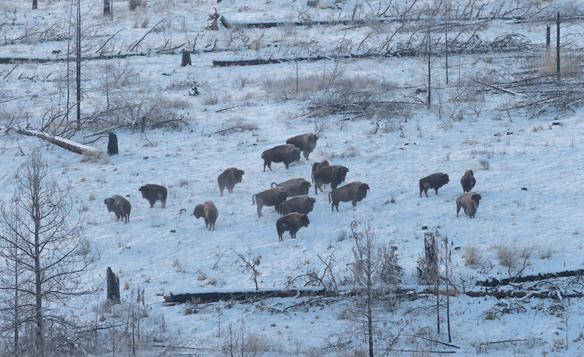 CCT Fish & Wildlife Harvest First Buffalo | News | tribaltribune.com