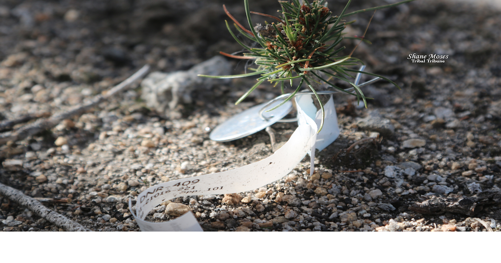 Keystone Tree Species Planted atop Moses Mountain this Fall | News ...