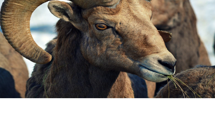 CTFW closes Vulcan Mountain bighorn sheep hunt for upcoming season ...