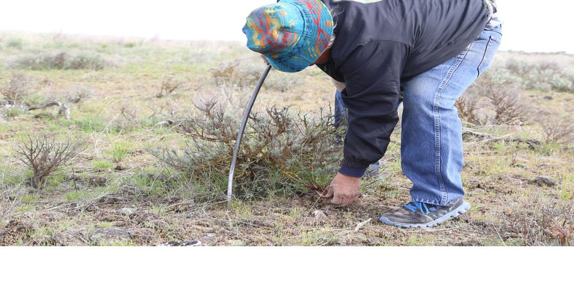 Community members encouraged to go root digging in Coulee City | News ...