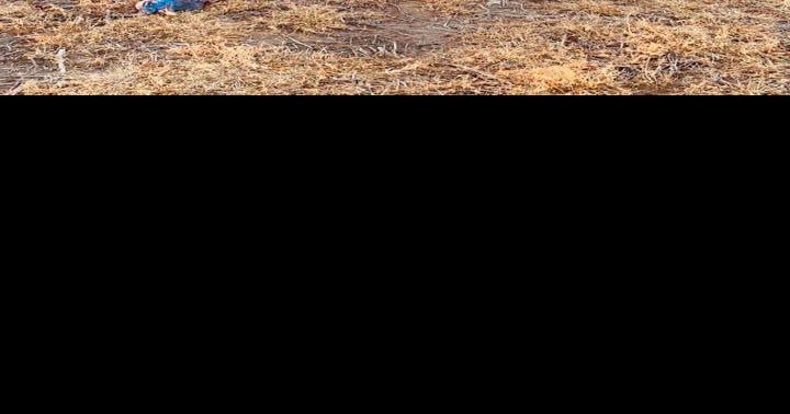 Spring Wild Turkey Season opens with minimal restrictions offering ...