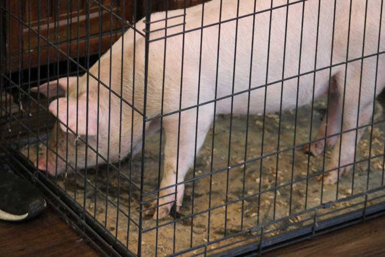 Pig out! Stilley House celebrates National Pig Day | News ...