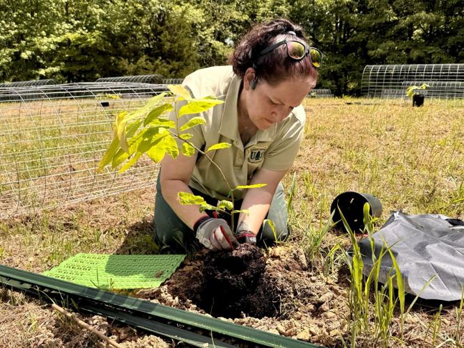 U.S. Forest Service plants extinct tree seedlings at Land Between the ...