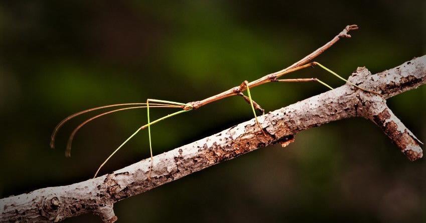 twig stick bug