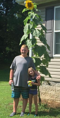 Extension Service announces Giant Sunflower Contest winners | News ...