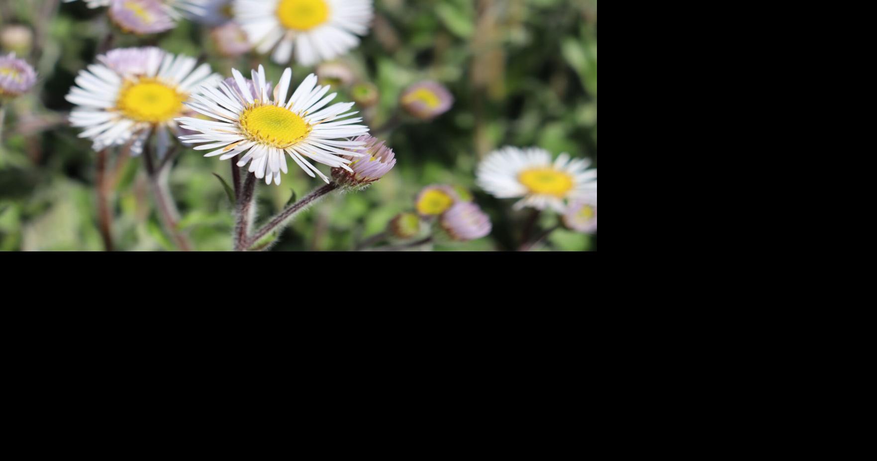 GARDENING WITH THE MASTERS: Going Native – Georgia Pollinator Plants ...