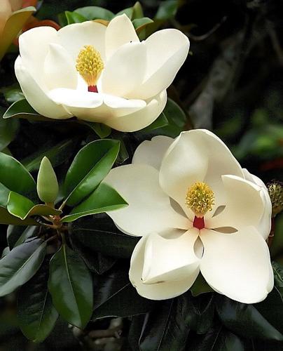 GARDENING WITH THE MASTERS: Southern to the core — Planting magnificent ...