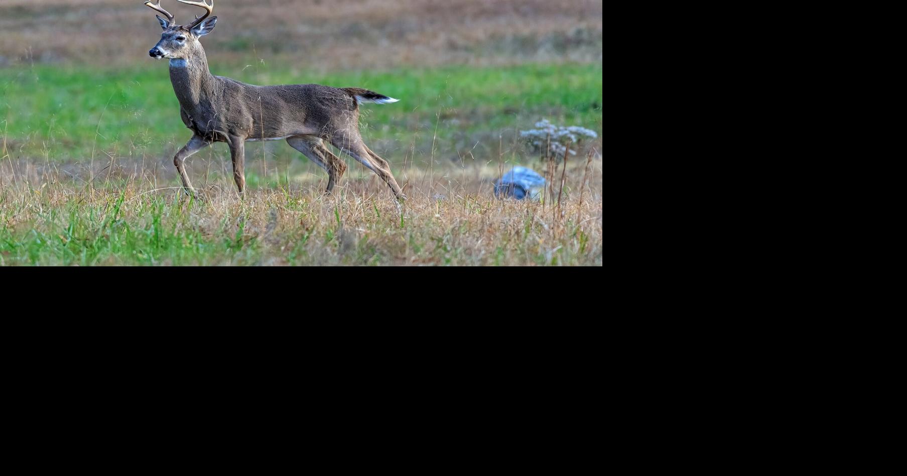 Army Corps hosting deer hunt for disabled hunters at Lake Allatoona ...