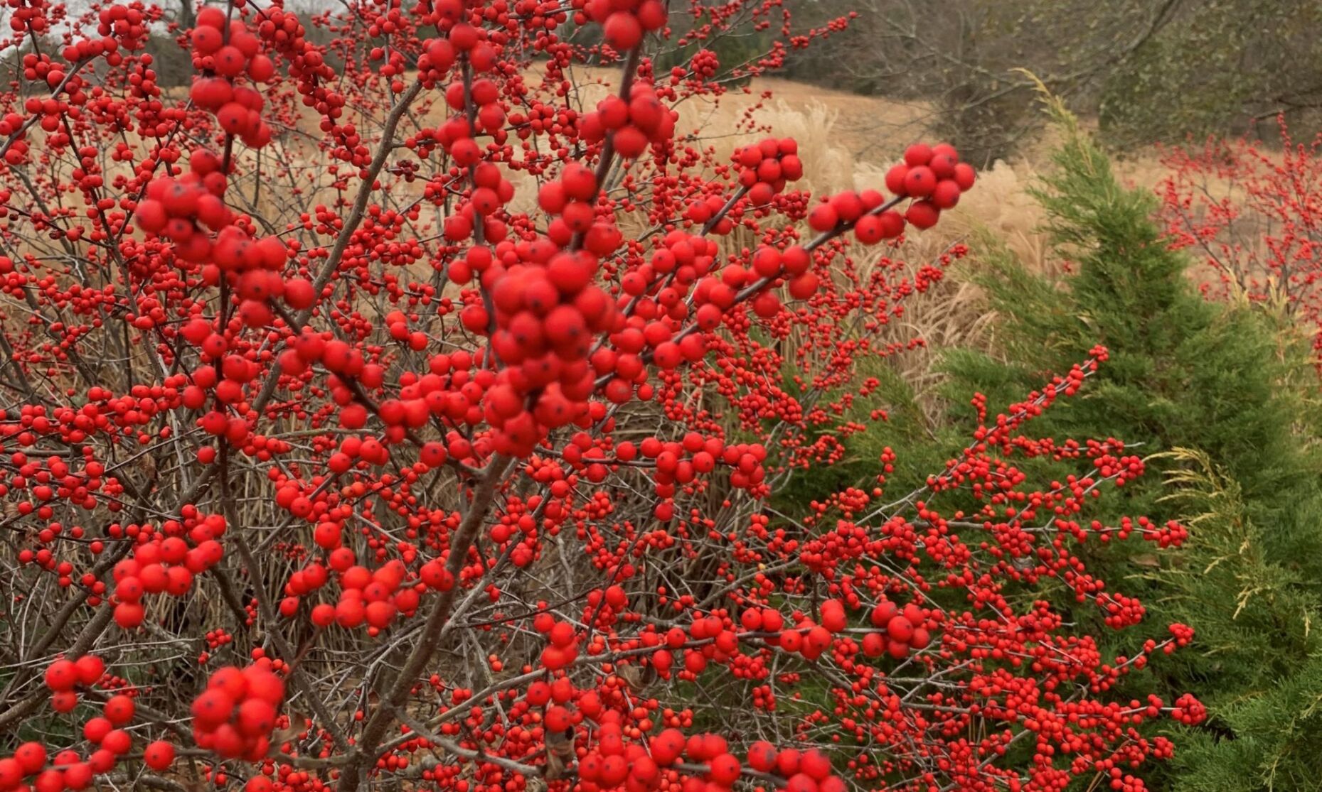 GARDENING WITH THE MASTERS: Winterberry Puts on an Impressive Red Berry ...