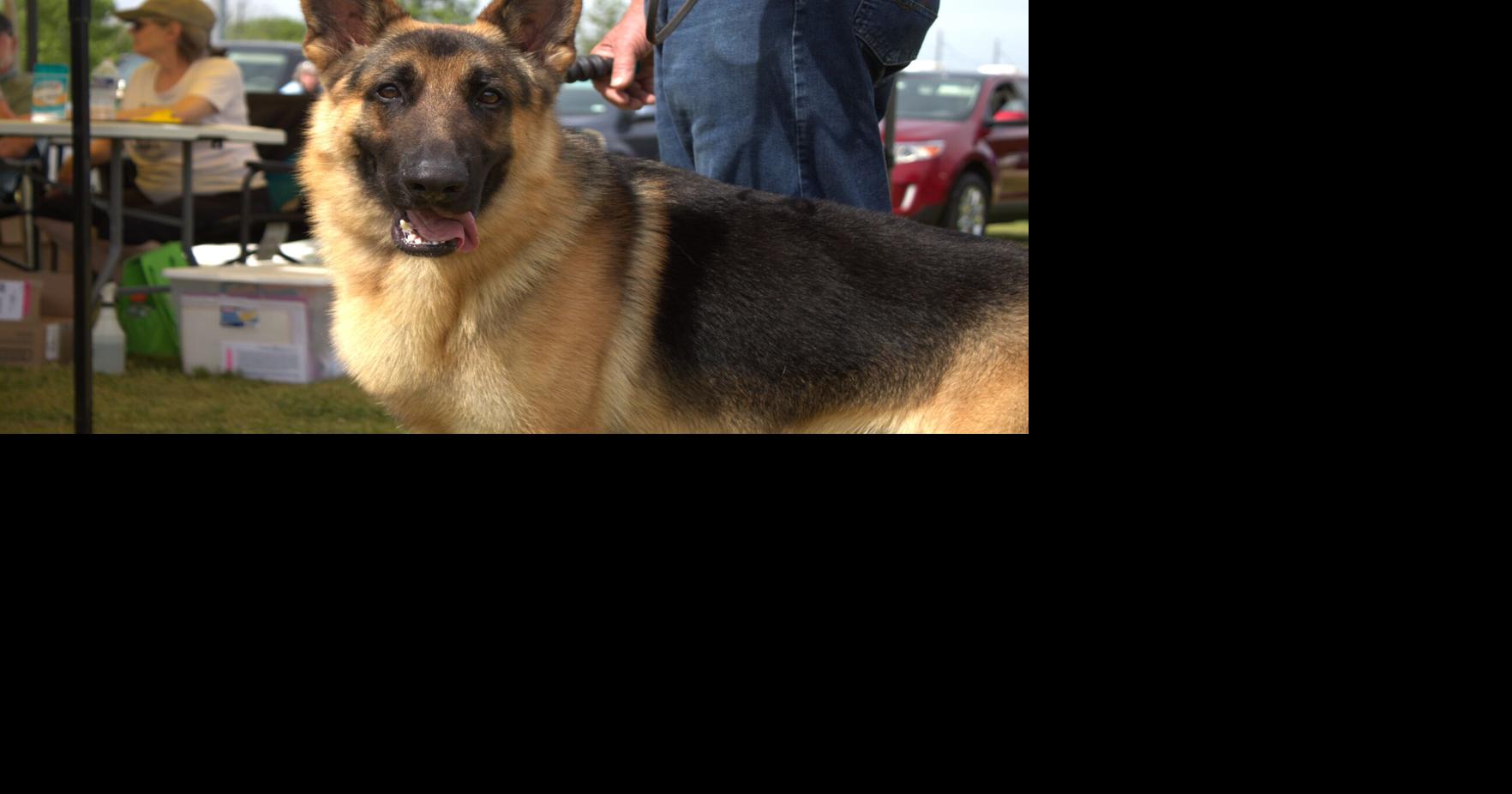 German shepherds take the spotlight at Canton dog show ...