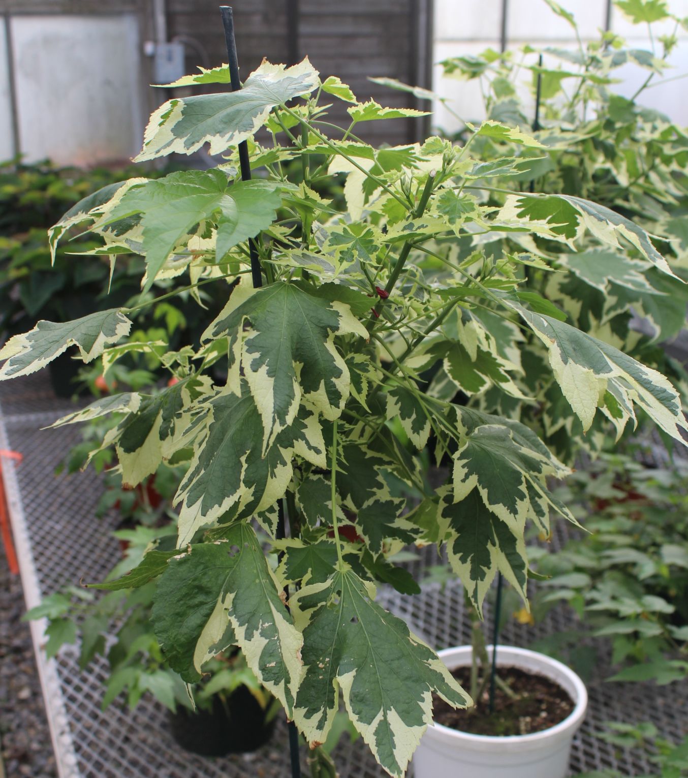 GARDENING WITH THE MASTERS: A maple as a houseplant? | Lifestyle ...