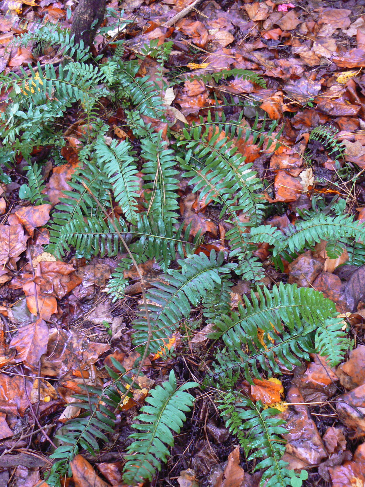 GARDENING WITH THE MASTERS: Christmas Fern — A fern for all seasons ...