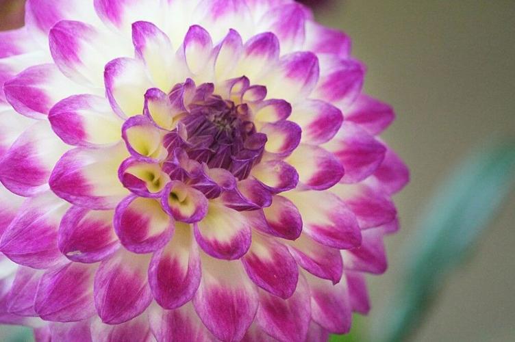 GARDENING WITH THE MASTERS: Dahlias — You Don’t Know What You’ve Been ...