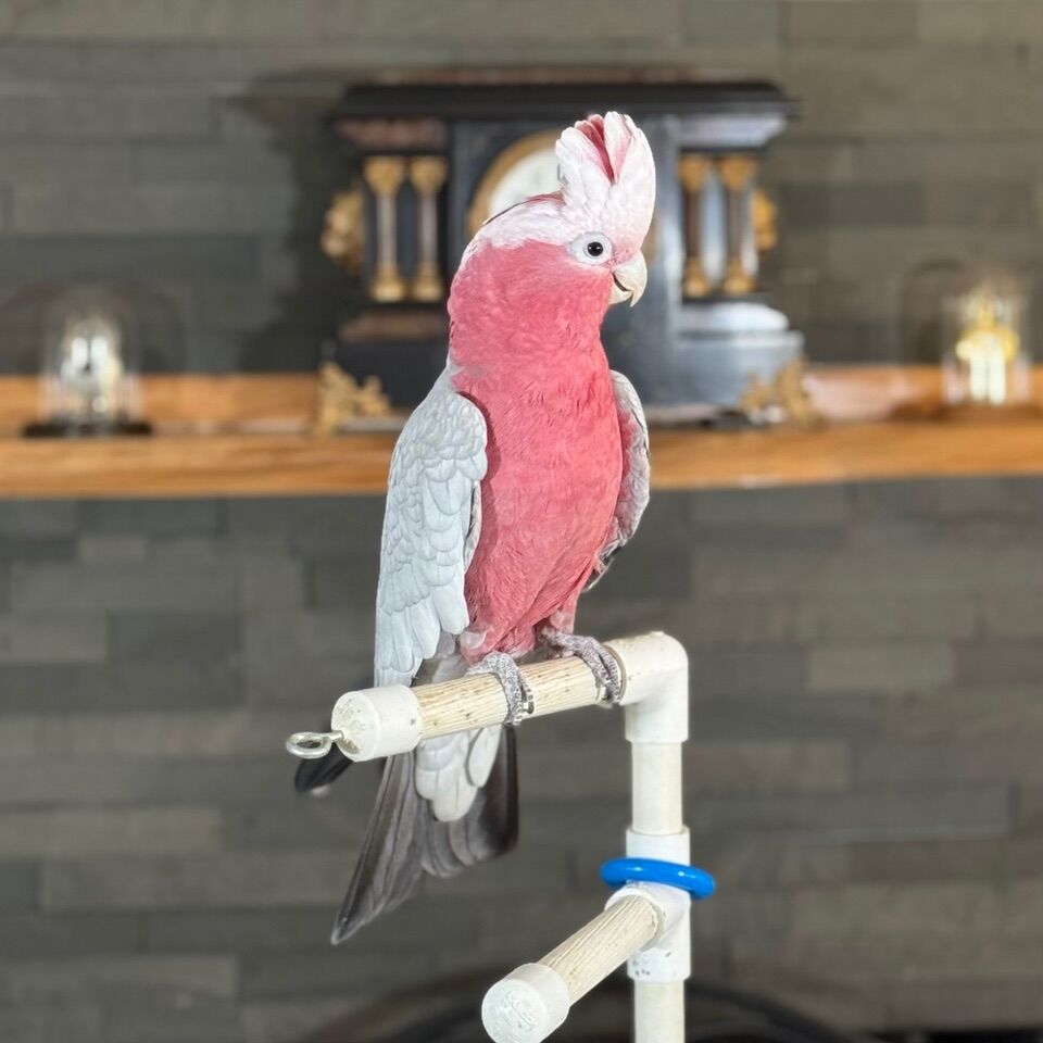 Georgia Aviary eyes Cherokee County for parrot sanctuary | Local News ...