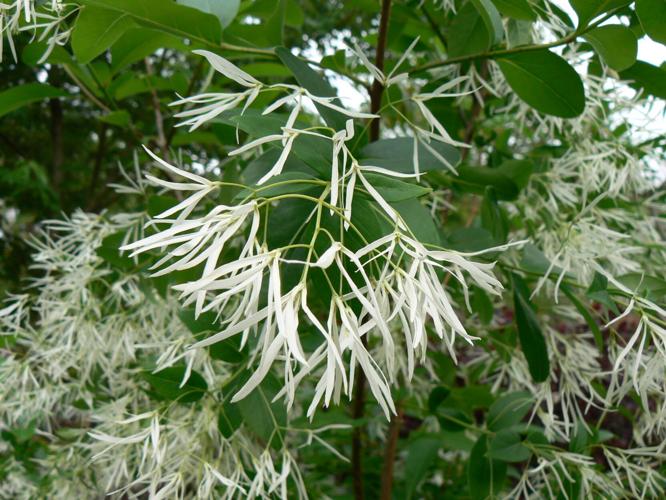 GARDENING WITH THE MASTERS: Fringetree is a springtime stunner ...