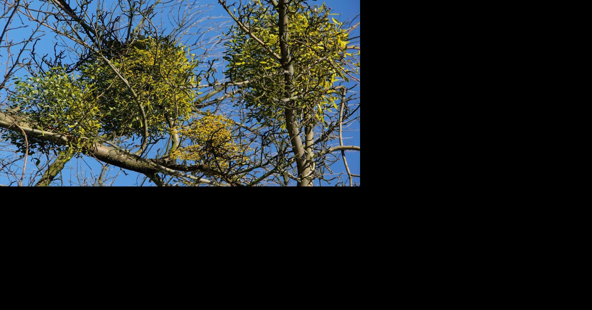 GARDENING WITH THE MASTERS: Mistletoe – a Native Plant Christmas ...