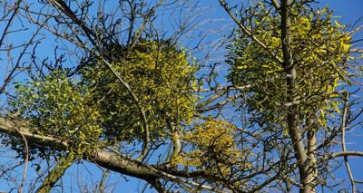 GARDENING WITH THE MASTERS: Mistletoe – a Native Plant Christmas ...