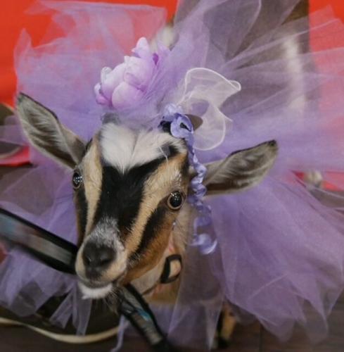Canton goat fashion show raises over $1K for charity | Lifestyle ...