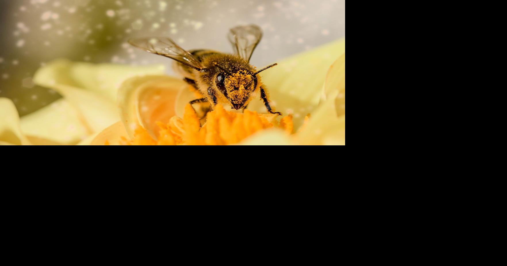 Pollen season is here: Tree pollen 'extremely high' | Local News ...