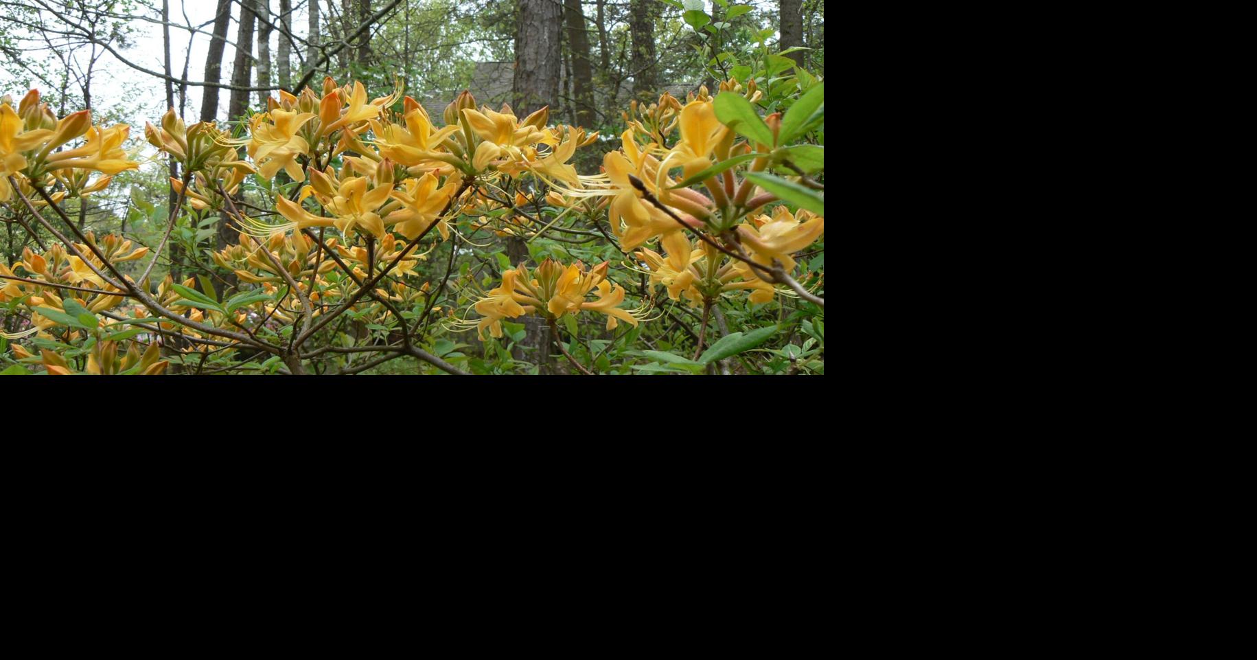 GARDENING WITH THE MASTERS: Native azaleas – The Southeast’s most ...