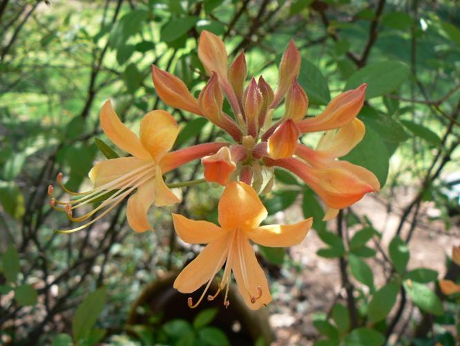 GARDENING WITH THE MASTERS: Native azaleas – The Southeast’s most ...