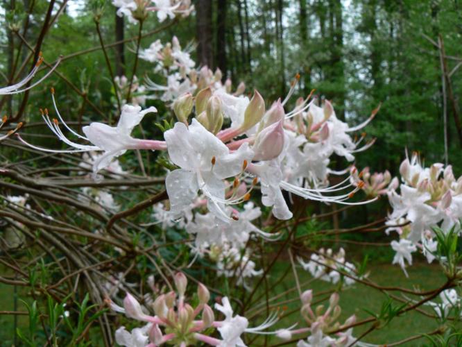 GARDENING WITH THE MASTERS: Native azaleas – The Southeast’s most ...