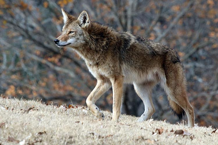 Coyotes Are Everywhere in Georgia. Should you be concerned? | Lifestyle ...