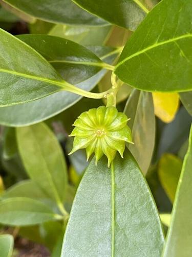 GARDENING WITH THE MASTERS: Native anise is the (almost) perfect shrub ...