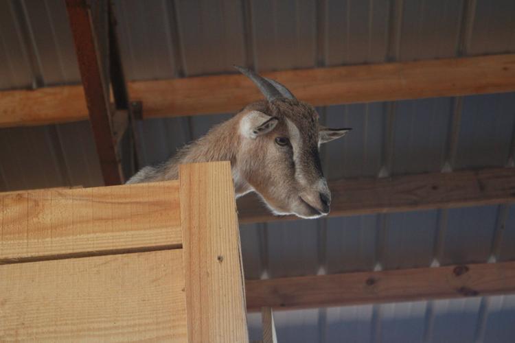 Families have fall fun at Cagle’s Farm | Lifestyle | tribuneledgernews.com