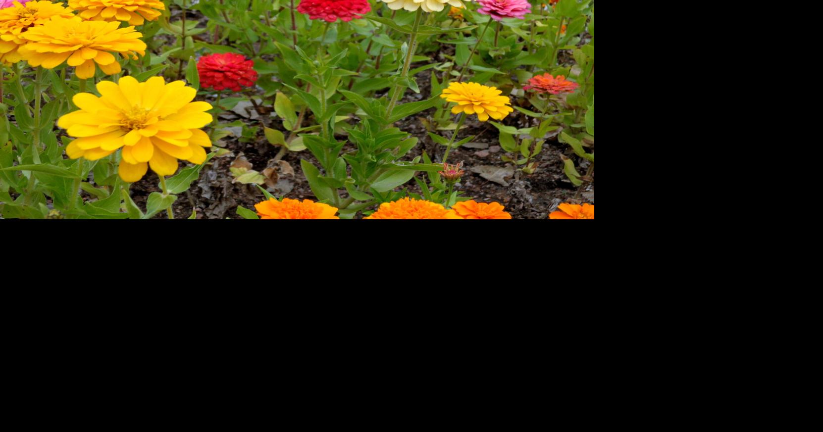 GARDENING WITH THE MASTERS: Easy to Grow Zinnias | Lifestyle ...