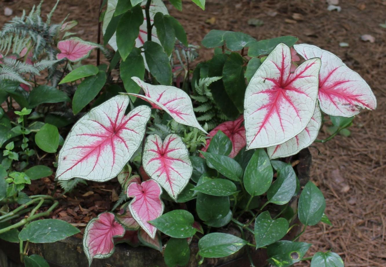 GARDENING WITH THE MASTERS: Add tropical color to your landscape with ...