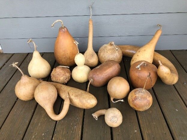 GARDENING WITH THE MASTERS: Growing and Crafting Gourds | Lifestyle ...