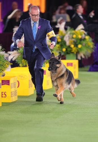 Woodstock German shepherd wins herding group in Westminster Dog Show ...
