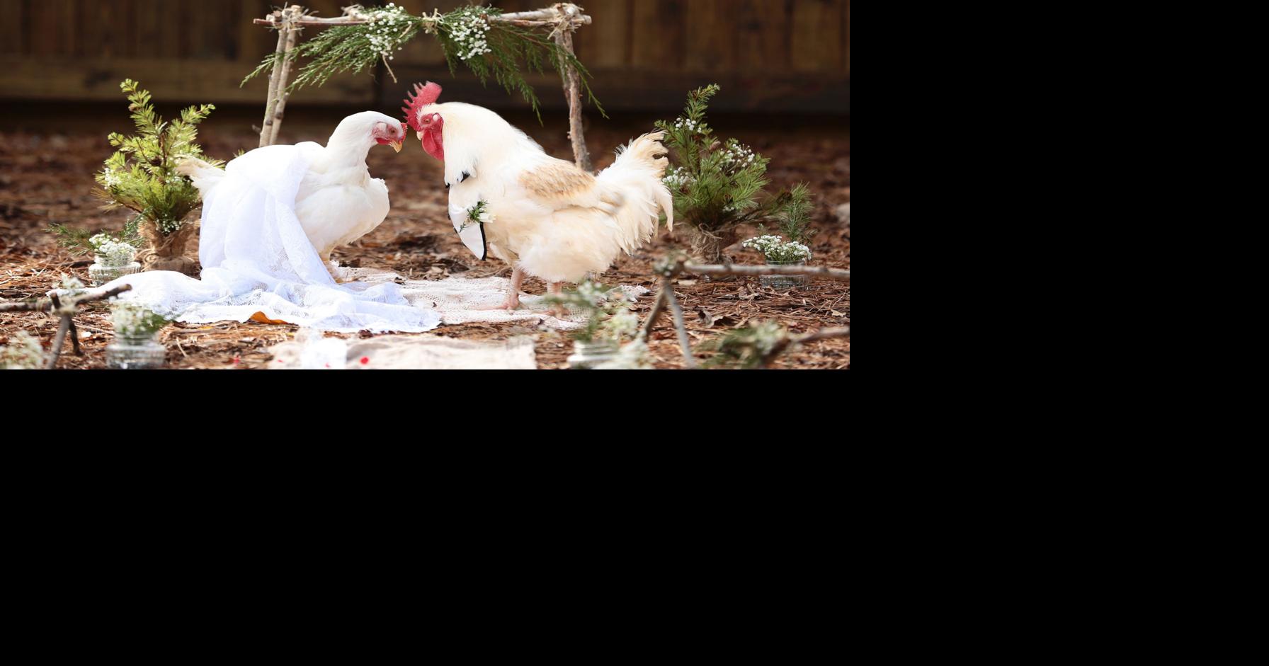 THOMAS HARTWELL: Remembering a chicken who became a sensation | Tribune ...