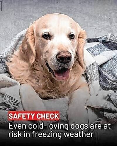 Winter Storm Fern: Protect your pets from the cold | Local News ...