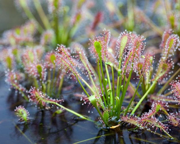 GARDENING WITH THE MASTERS: Venus flytraps and sundews are predatory ...