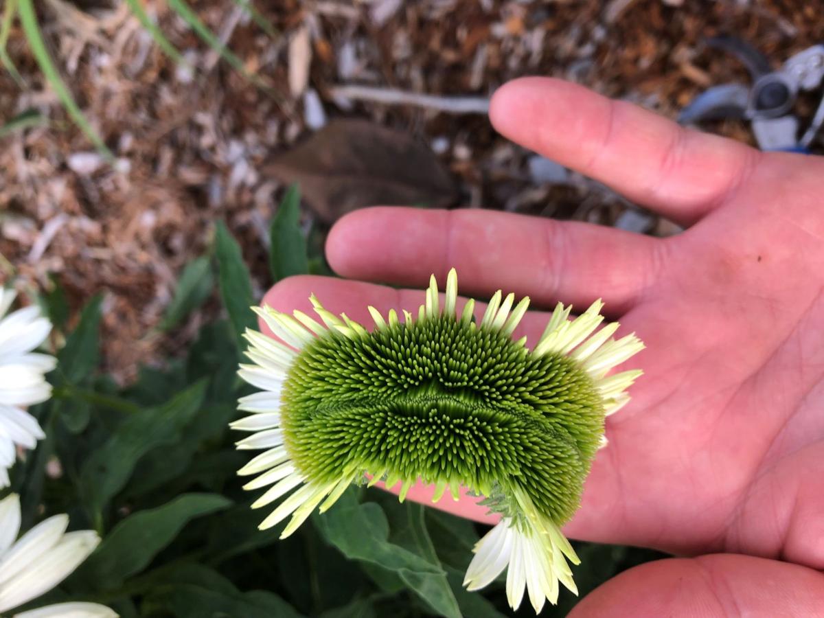 GARDENING WITH THE MASTERS: A growing fascination with 'fasciated ...