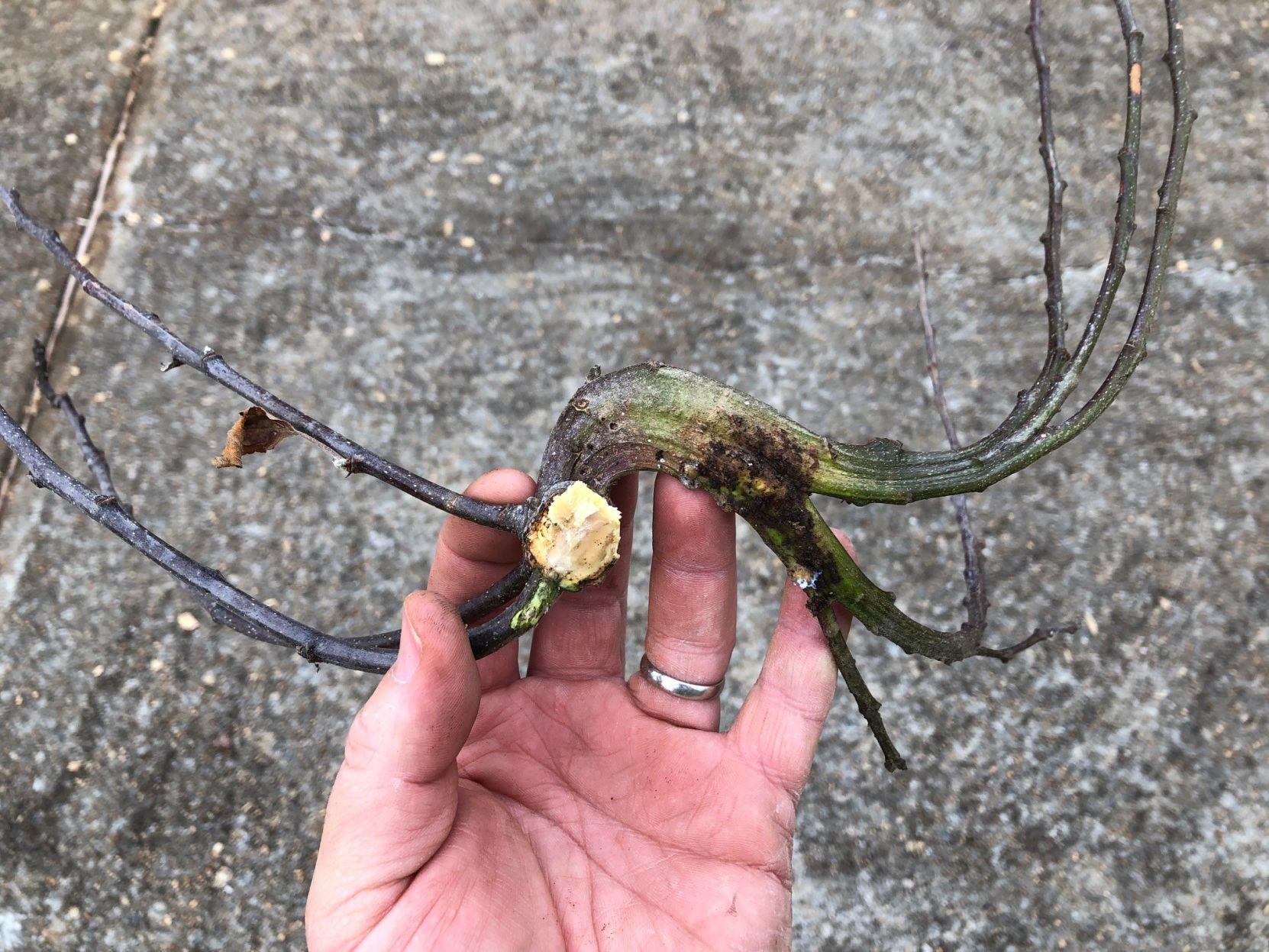 GARDENING WITH THE MASTERS: A growing fascination with 'fasciated ...