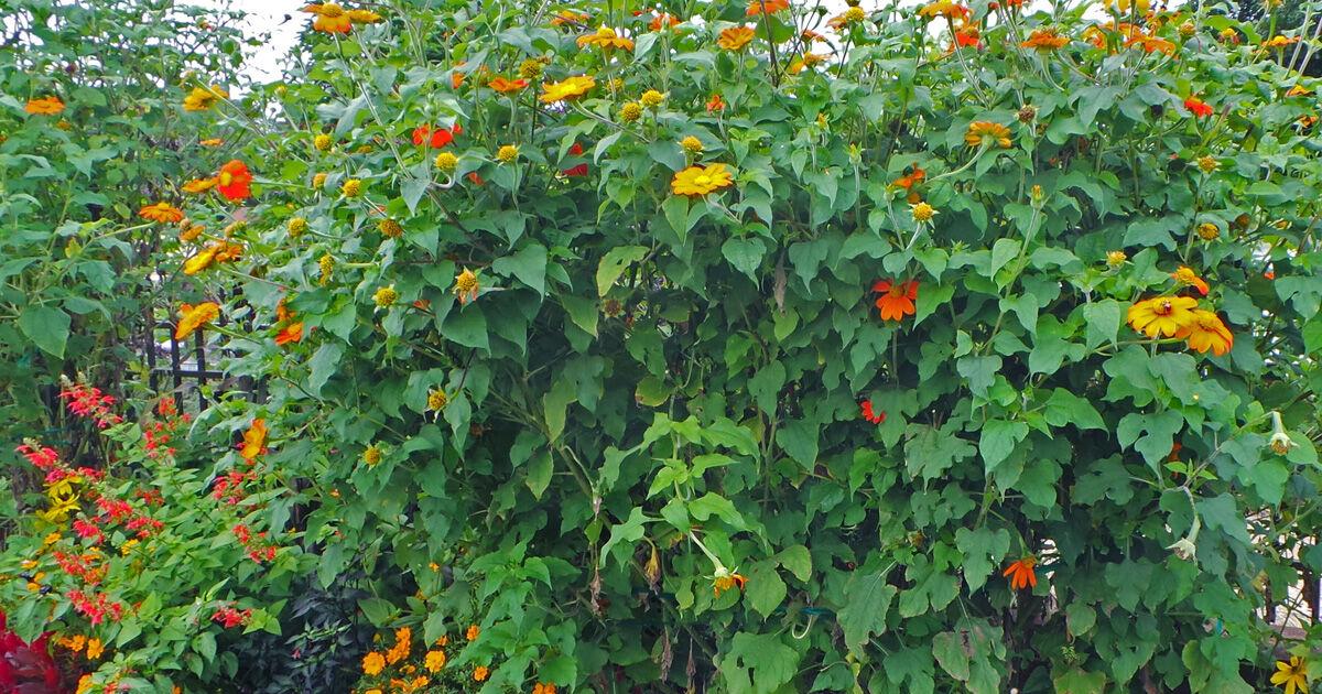 GARDENING WITH THE MASTERS: Annual Flowers for Hot Locations ...