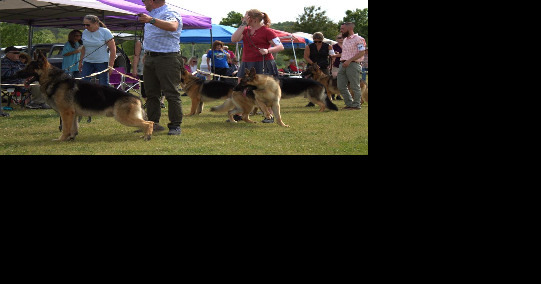 German Shepherds Competing in Shows This Weekend in Canton | Events ...