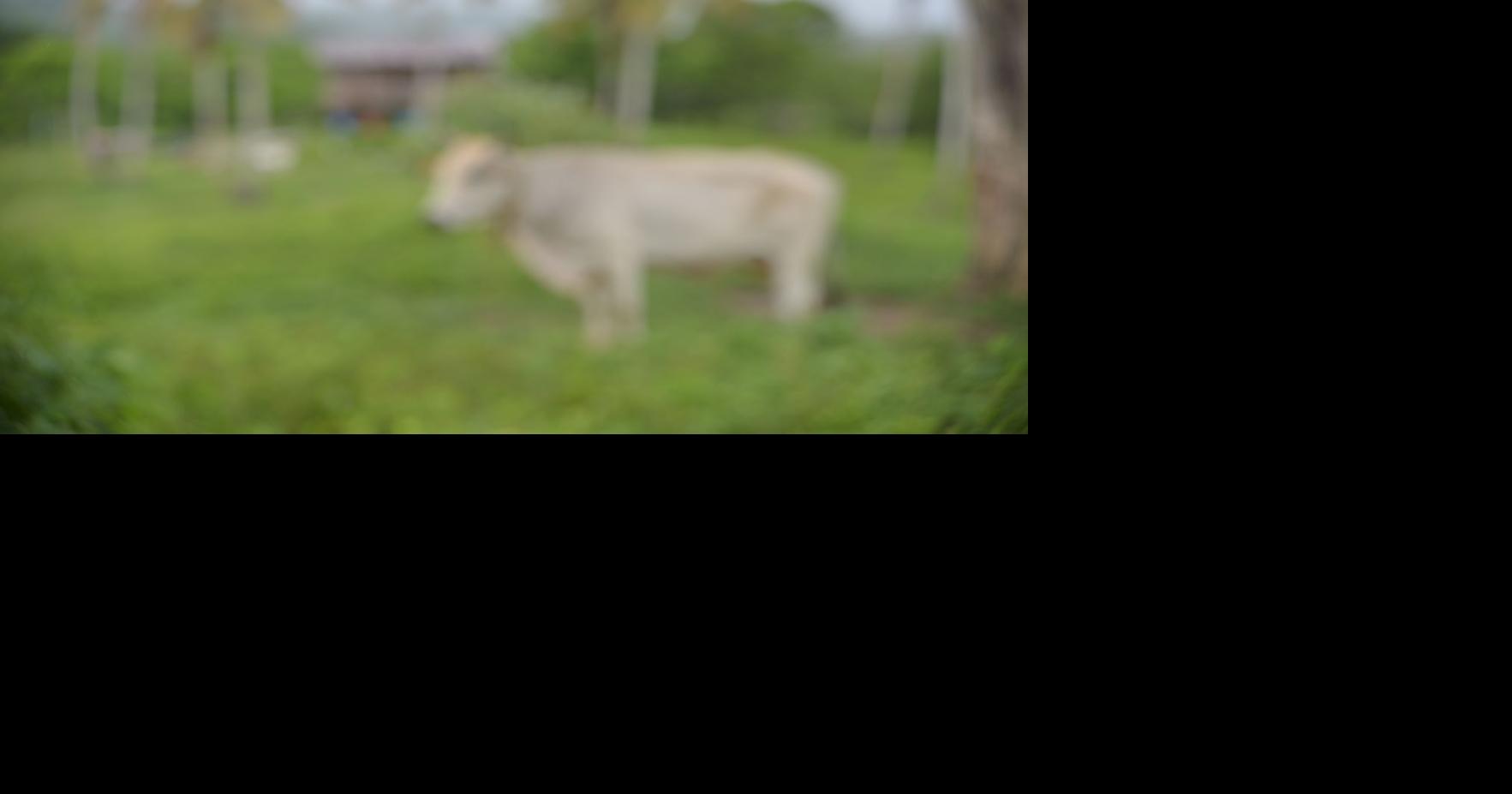 Mystery: Smuggled animals run wild in Cedros | Local News ...