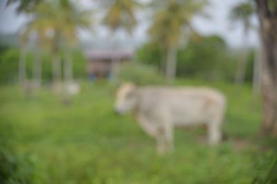 Mystery: Smuggled animals run wild in Cedros | Local News ...