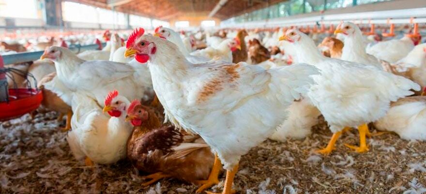 Climate threat to poultry | Features Local | trinidadexpress.com